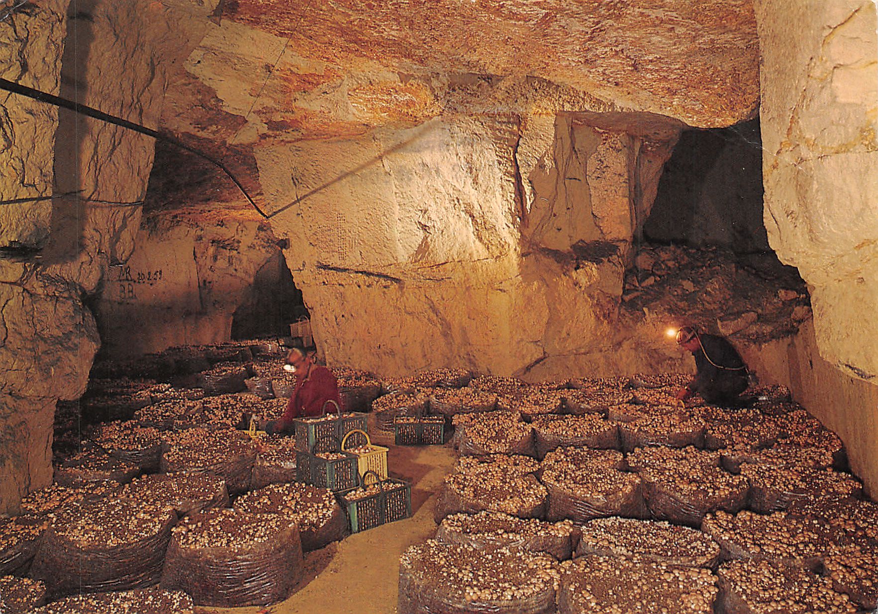 49-ANJOU TURAINE MUSHROOM CELLAR CARRIERS DE TUFFEAU-N°2779-B/0055 | eBay